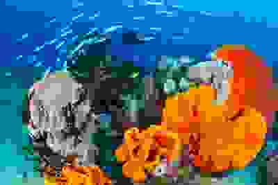 Walindi Plantation Resort - Kimbe Bay, Papua New Guinea | Walindi ...