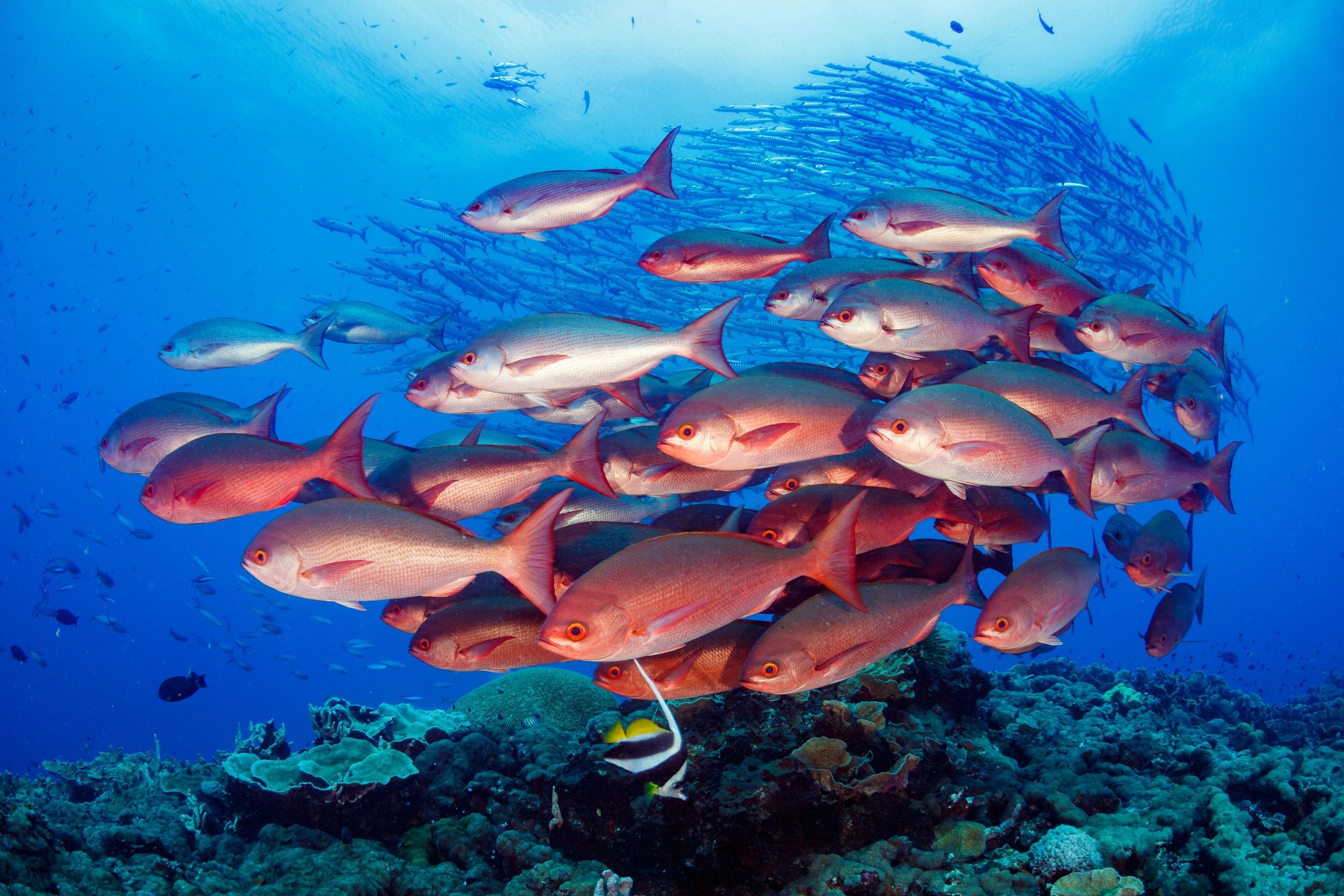 Papua New Guinea’s Walindi Plantation Resort is another world