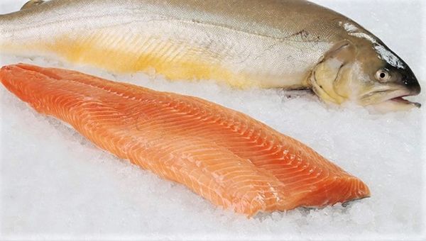 Arctic Char Fillet