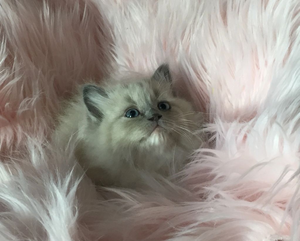 Rustsragdolls Home | rustsragdolls