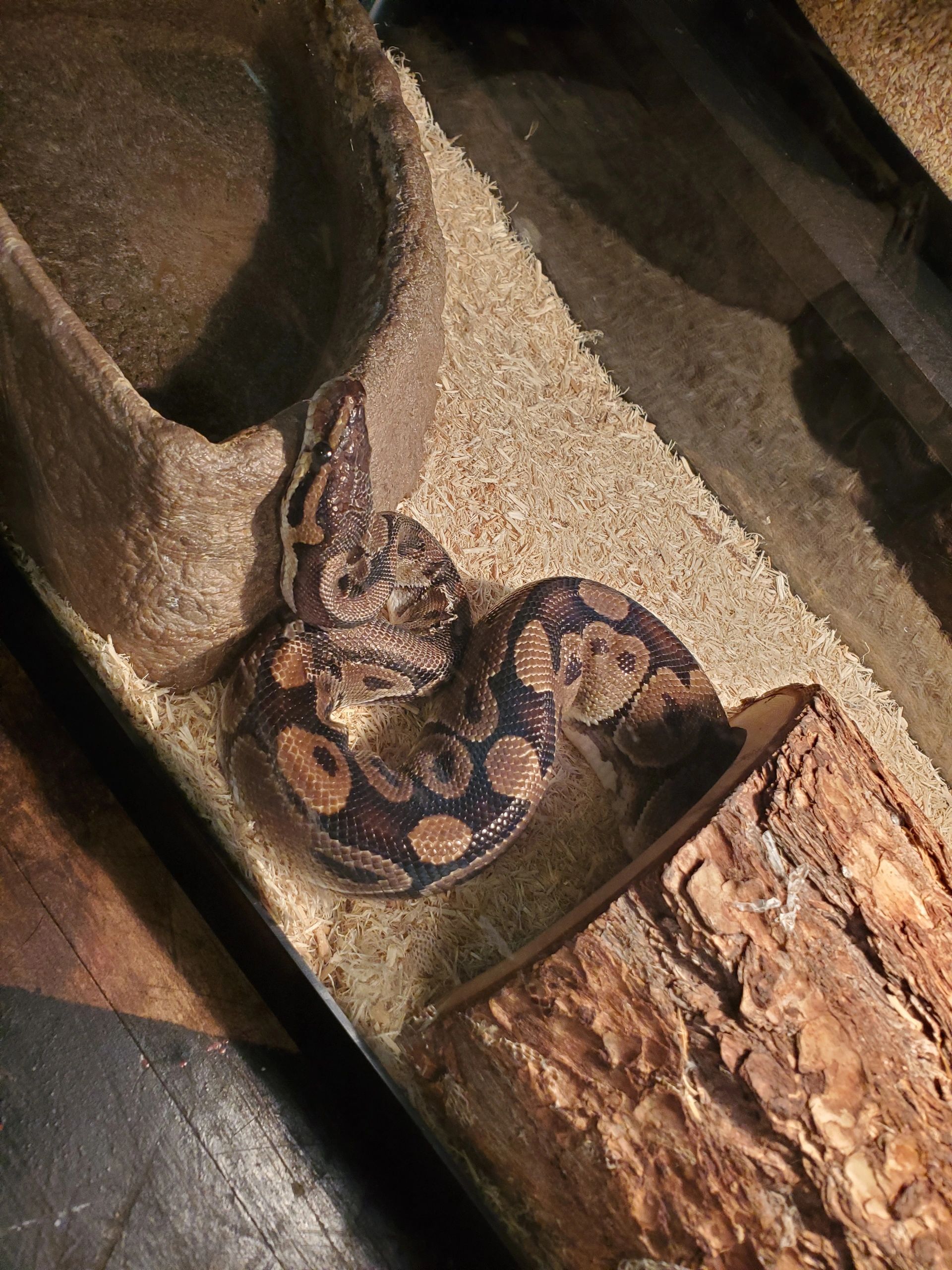 Reptile Rescue of Wisconsin, Inc