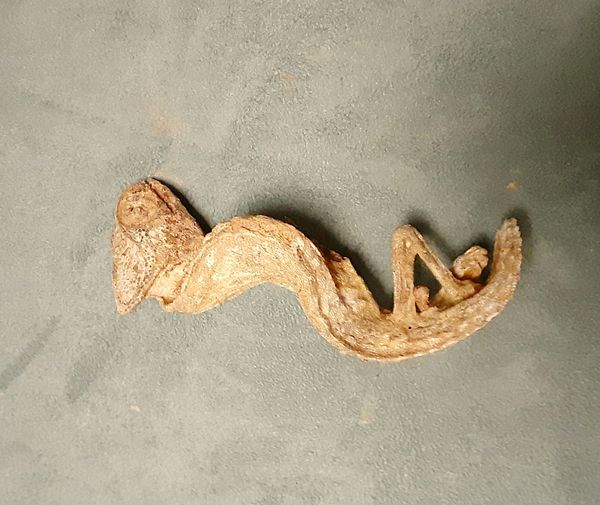 Chameleon (Dried Alagemo)
