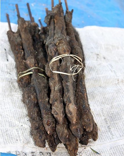 Eku Ifa. Dried Rat Powder