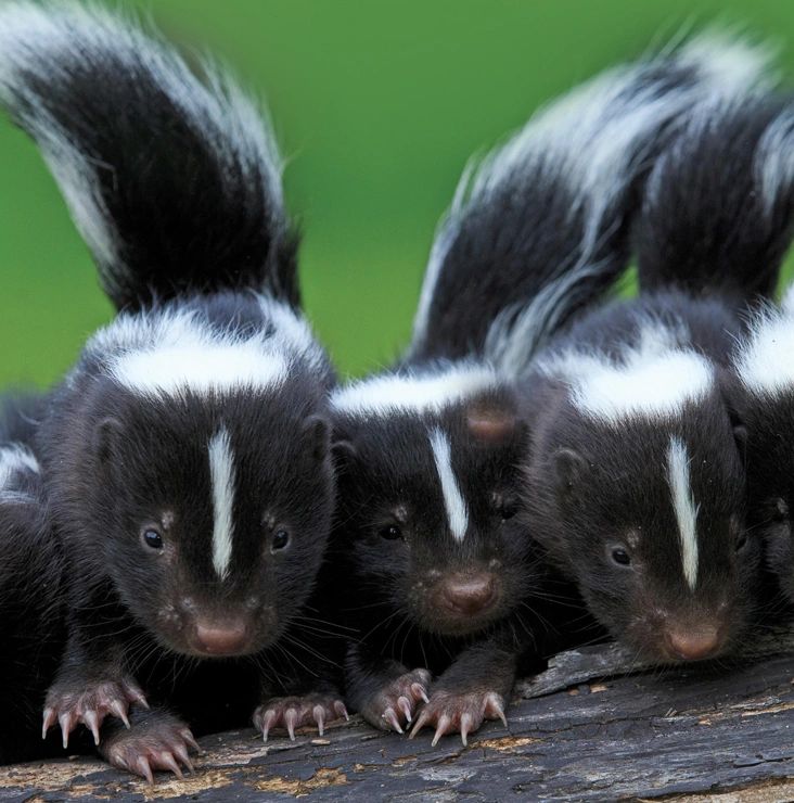 Animaux, Québec - s.o.s. Animaux. - Beaupré, Québec | s.o.s. animaux.