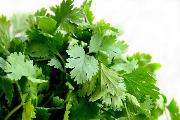 Cilantro manojo .100 gms