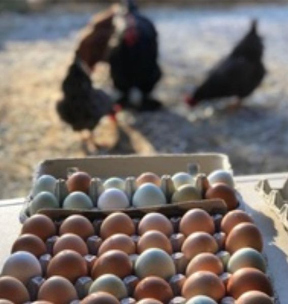 3 Dozen: Free-Range Multicolored Eggs