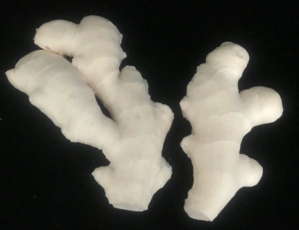 Ginger Root 2 pc | Replica Food ...Fake Food...Display Food ...