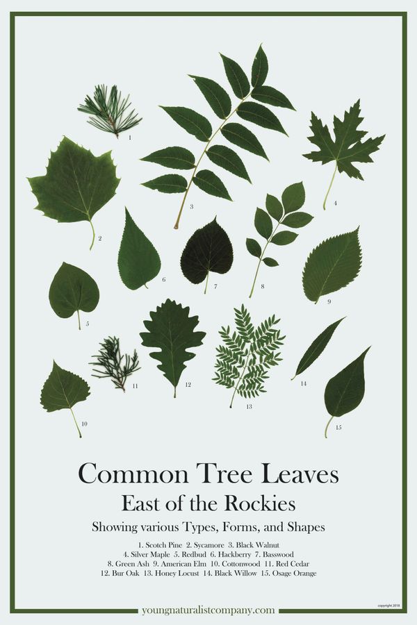 Tree Leaves Chart