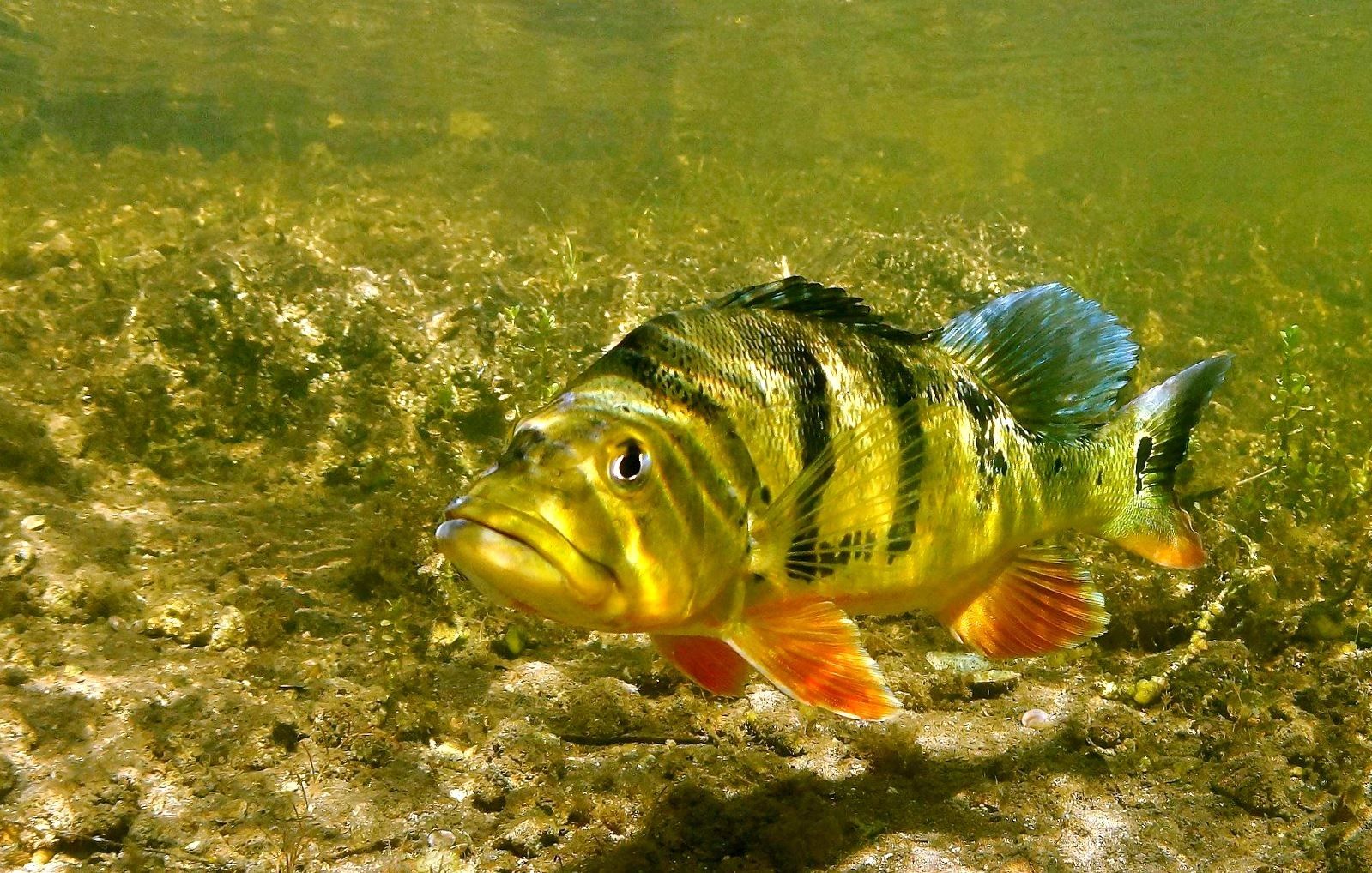 Hai Truong Fishing LLC