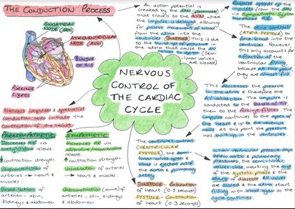 GCSE Simplified - Physical Education, Gcse, Pe