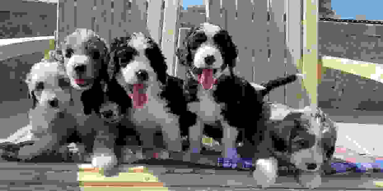 Sheepadoodle Puppies for Sale - Luvmydoodle