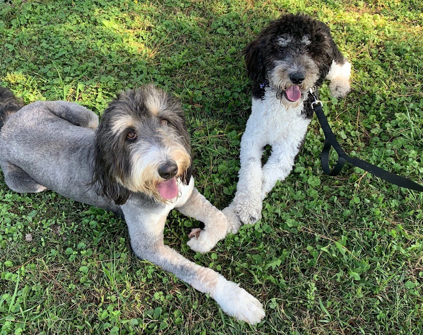 Sheepadoodle Puppies for Sale - Luvmydoodle