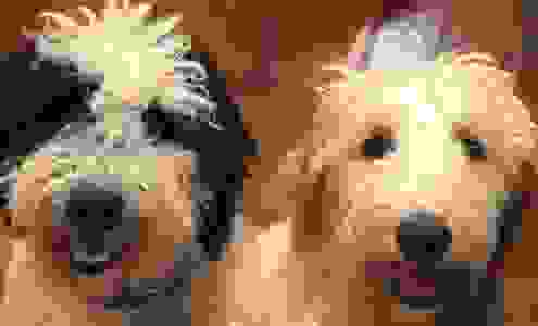 Sheepadoodle Puppies for Sale - Luvmydoodle