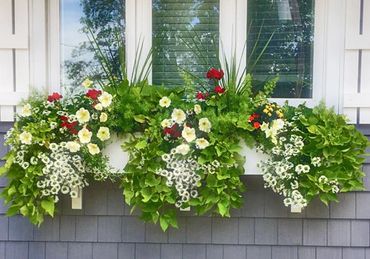 8 Hanging Window Box Vines and Flowers | WindowBoxes.com