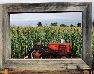 Dixie Orchards - Pick Your Own Fruit, Apple Orchard