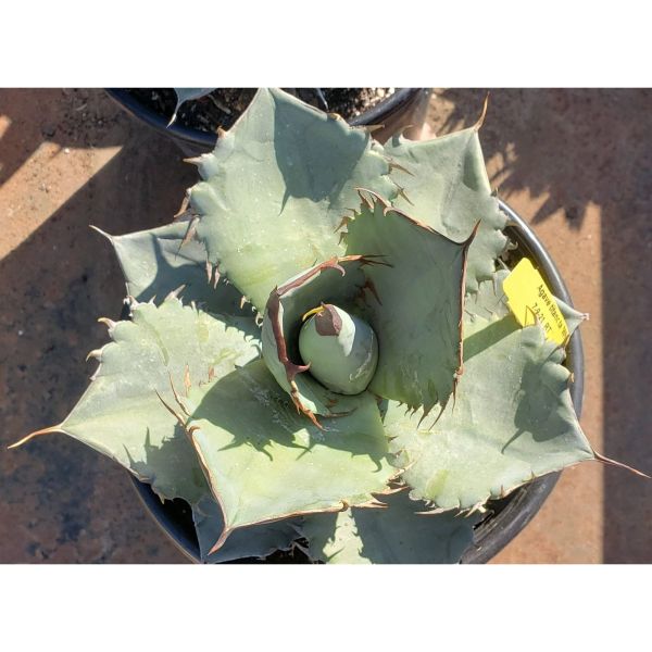 Agave titanota 'White Ice' - Chalk agave / Rancho Tambor Agave in 2 ...