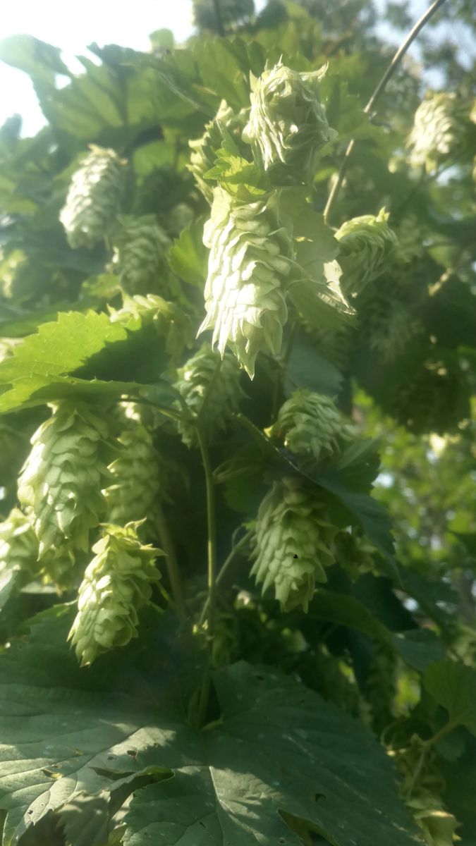 Alpha Aroma Hops Pellets 4 oz