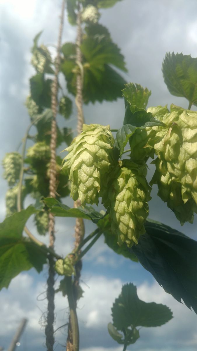 Challenger Hop Pellets 1 lb