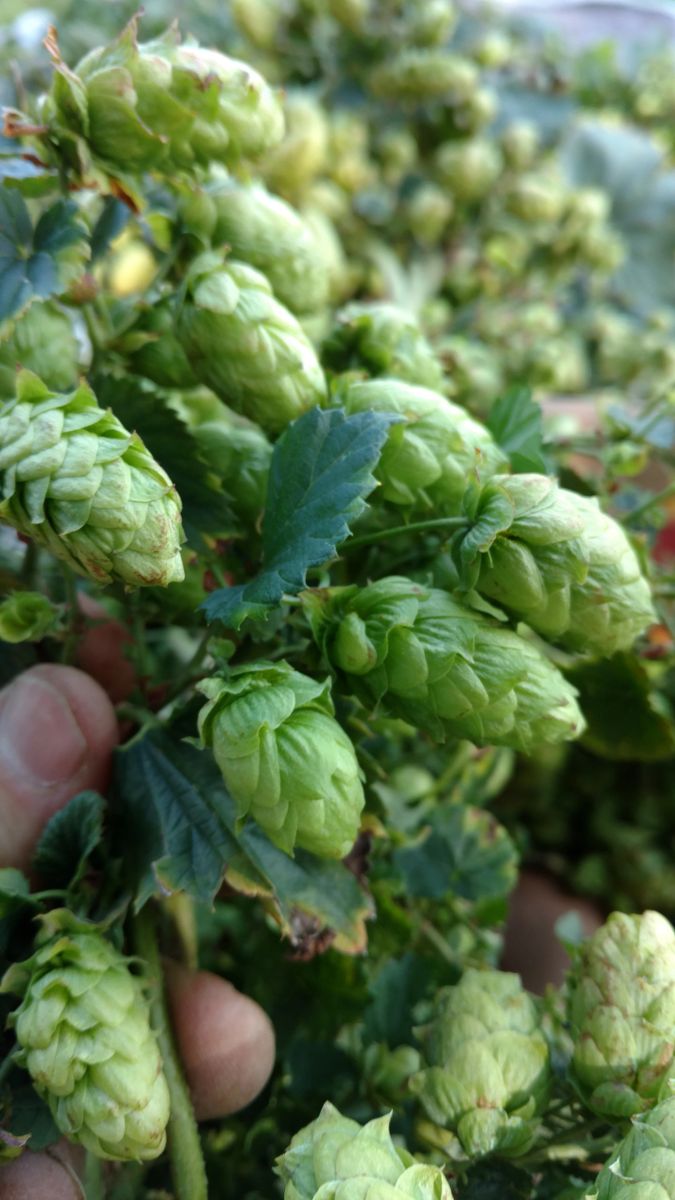 Cascade Hops Pellets 1 lb