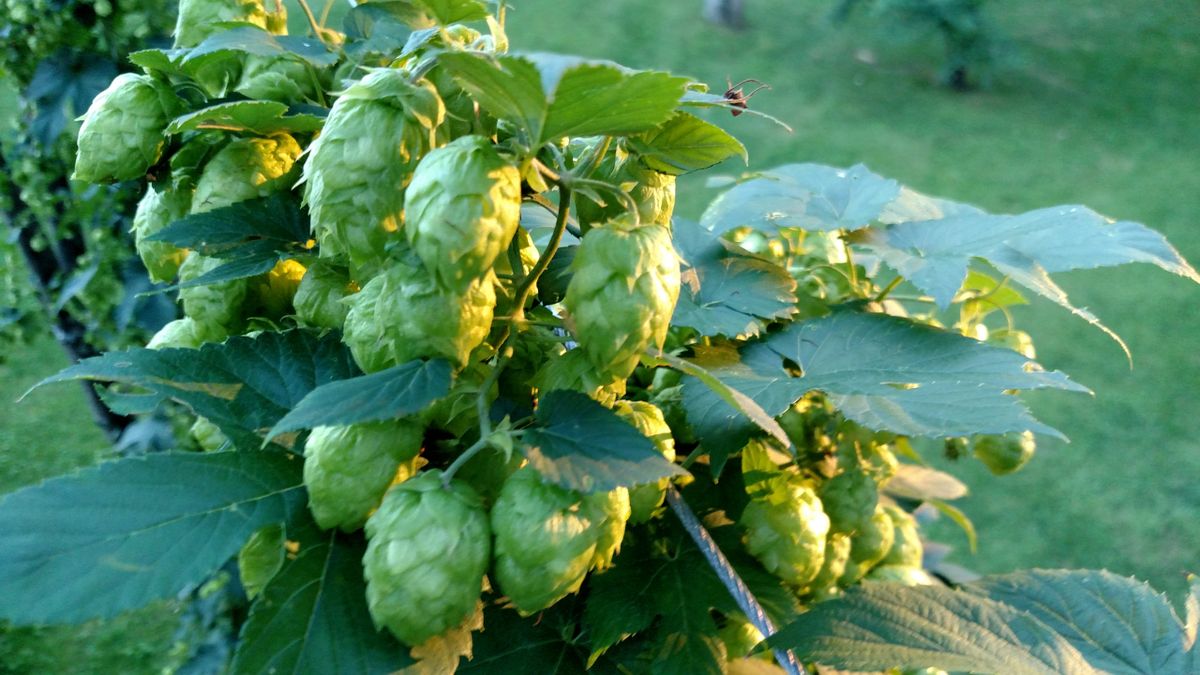 Columbus Hops Pellets 4 oz