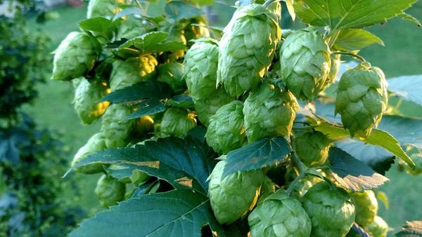 Columbus Hops Pellets 5 lbs