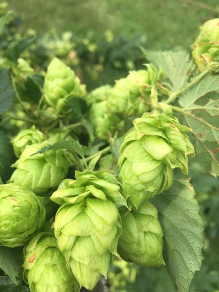 Tahoma Hops Pellets 5 lbs