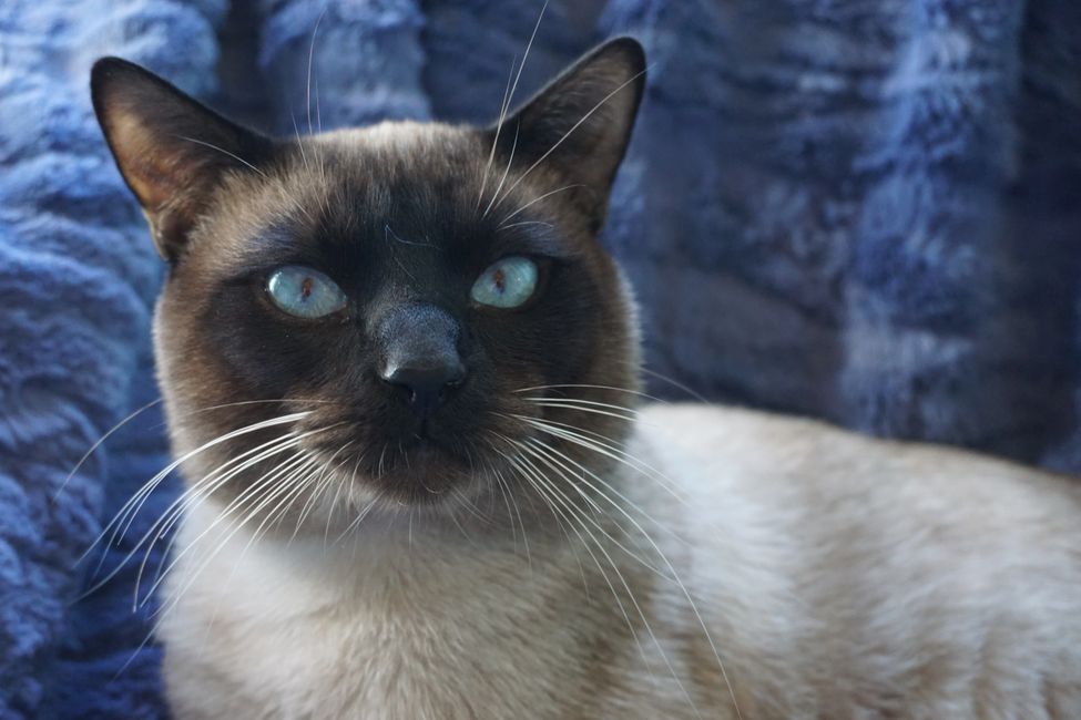 About the Breed | Indigo Cats of PA