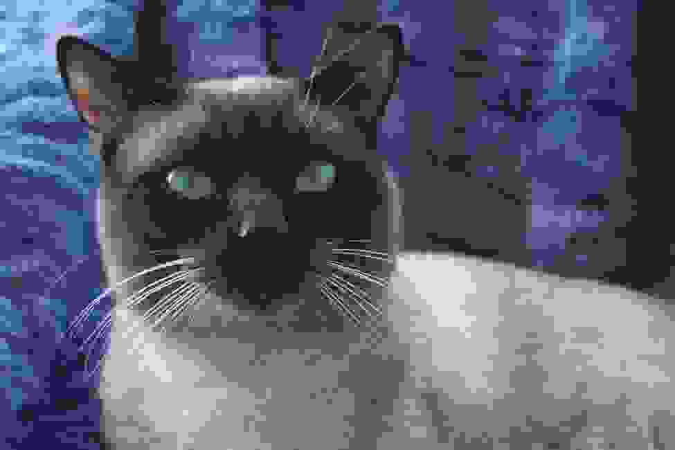 About the Breed | Indigo Cats of PA