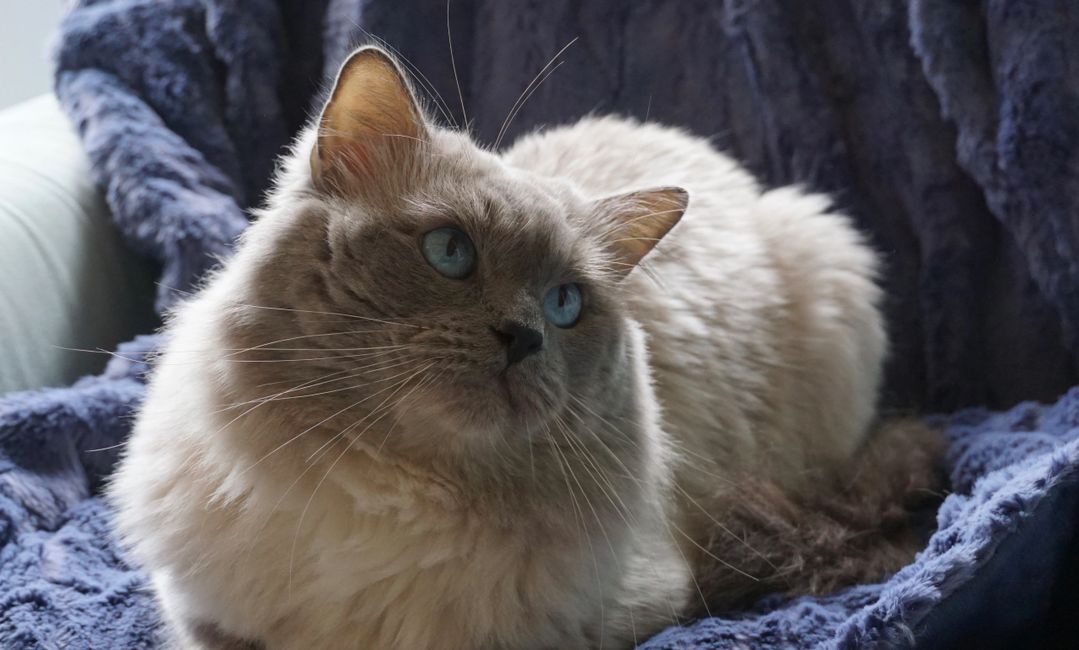 About the Breed | Indigo Cats of PA