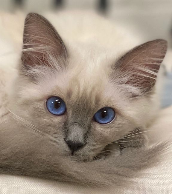 Siamese and Balinese Cat Breeder - Indigo Cats of PA