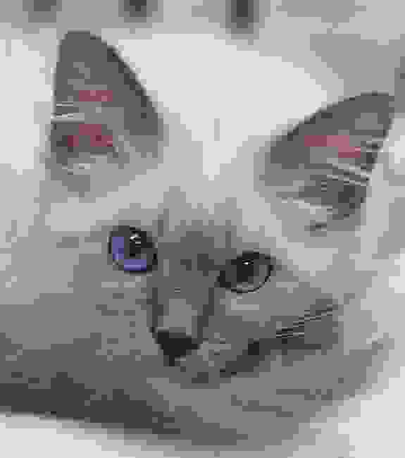 Siamese and Balinese Cat Breeder - Indigo Cats of PA