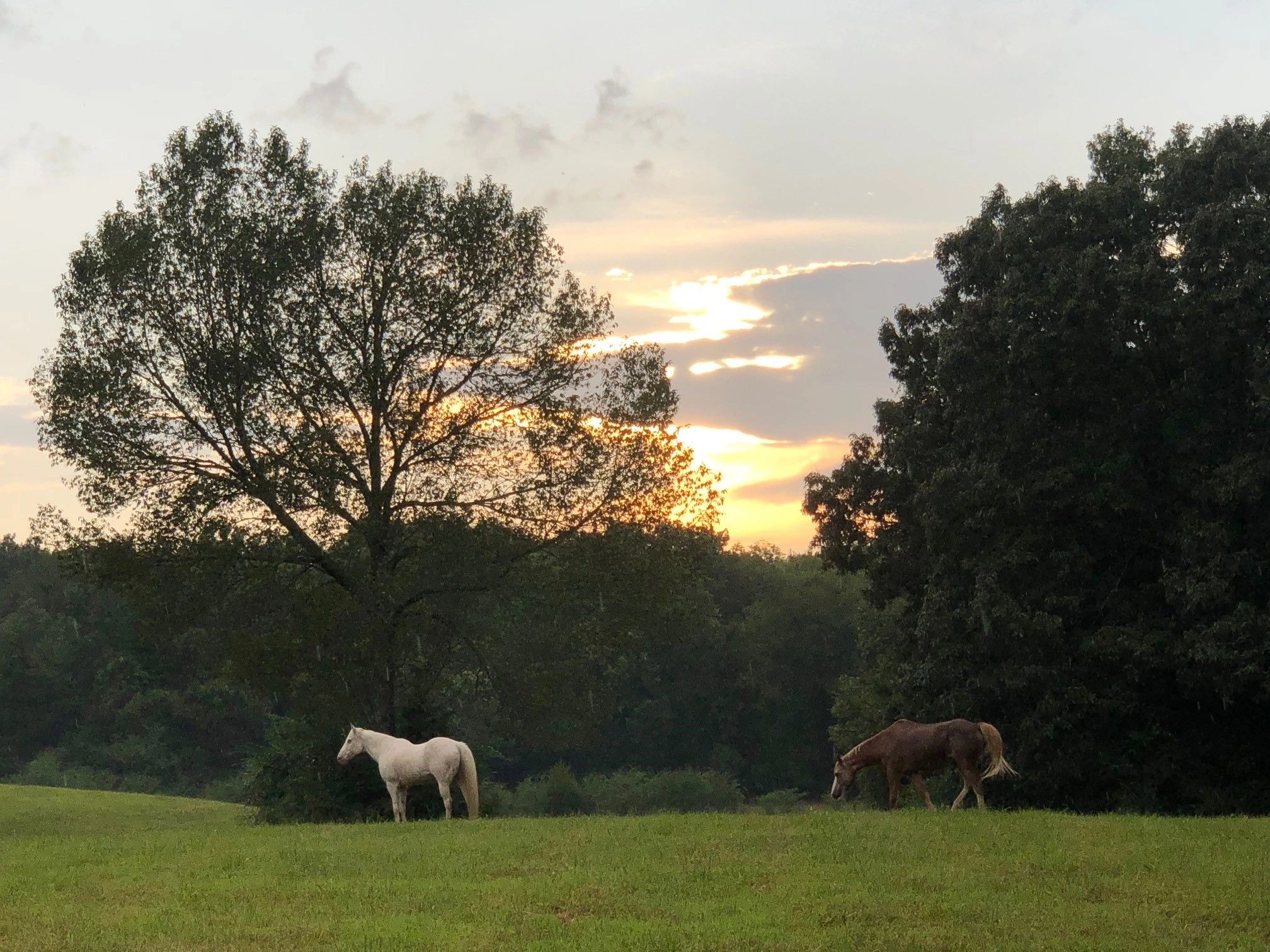 Choosing a Horse Retirement Farm