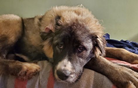 Caucasian Ovcharka - AsianBears.net | AsianBears.net