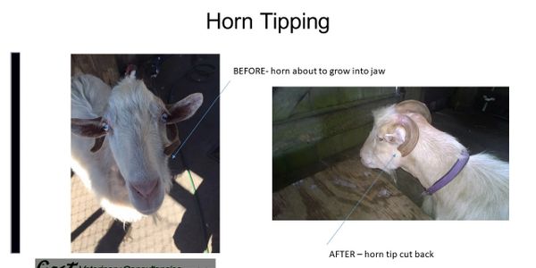 Services provided by Goat Veterinary Consultancies - goatvetoz