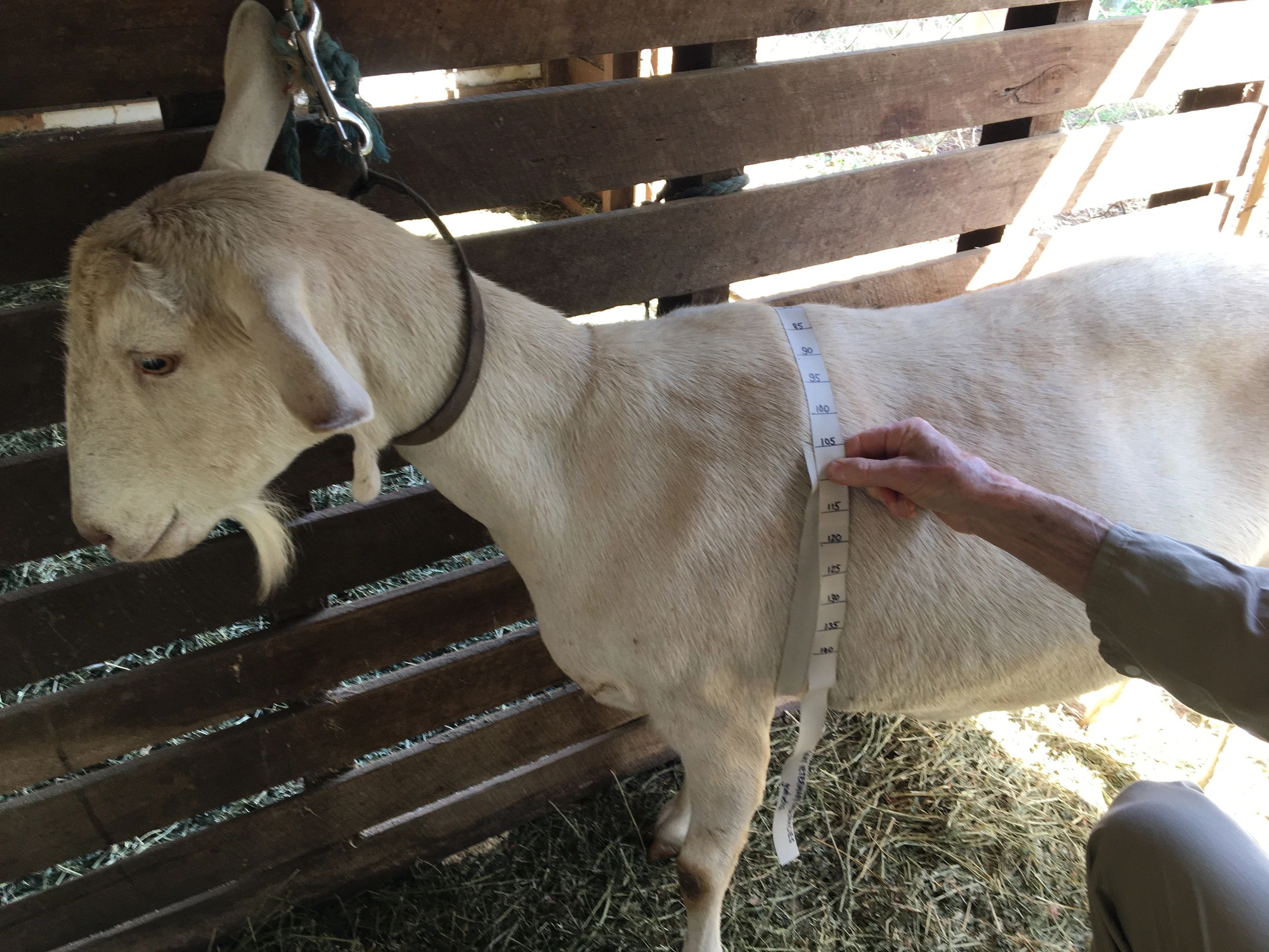 Checking the weight of dairy goats