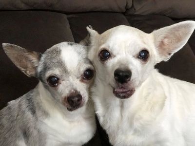 Available Dogs | I Helped Save Rescue