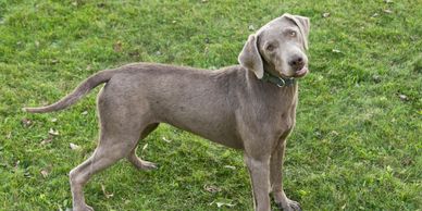 Puppies for Sale - Silver Feather's Labradors | Worley's Silver ...