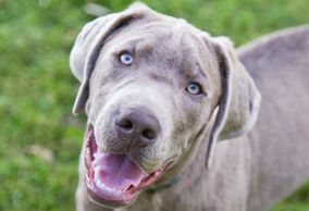 Puppies for Sale - Silver Feather's Labradors | Worley's Silver ...