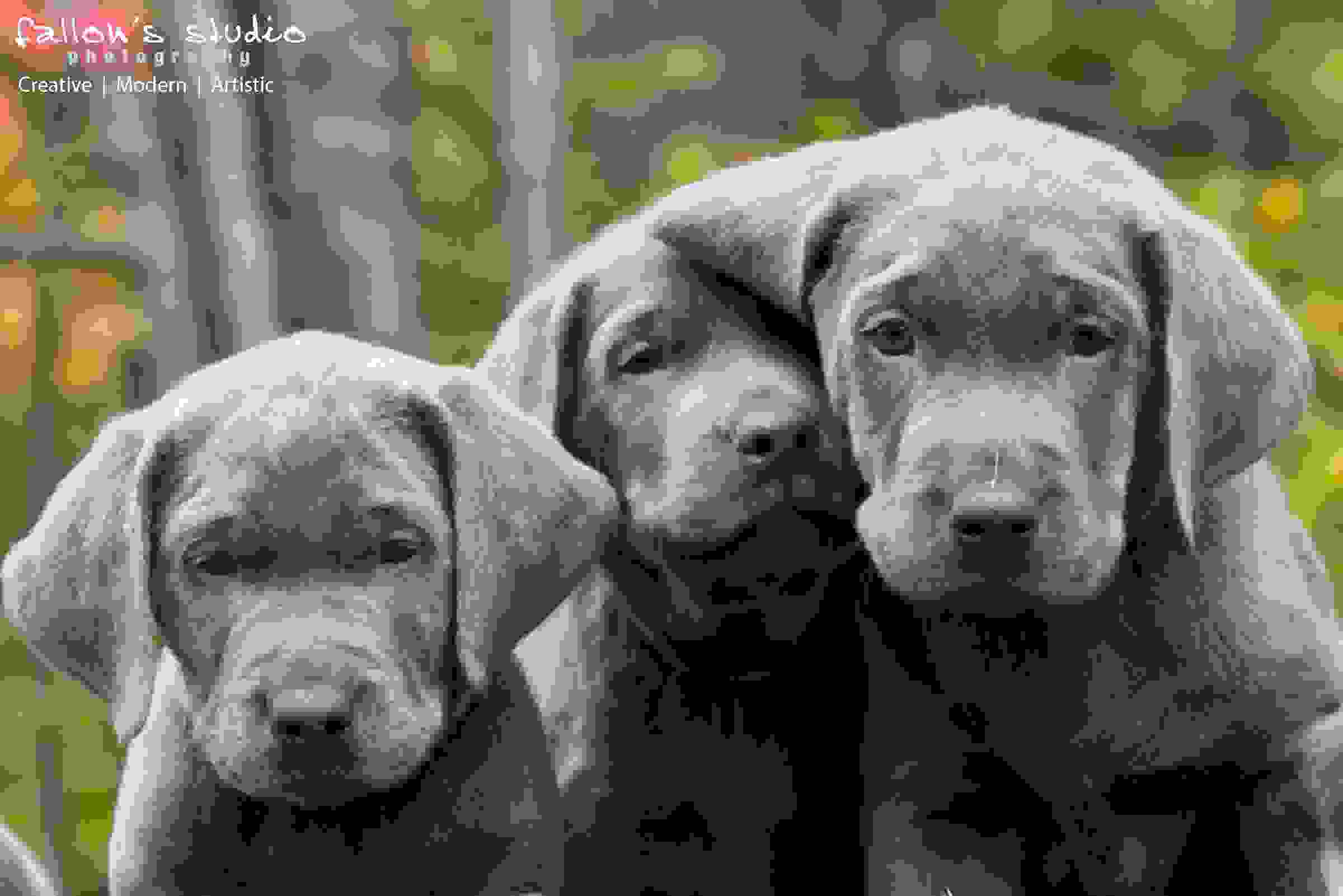 Worley's Silver Feathers Labradors