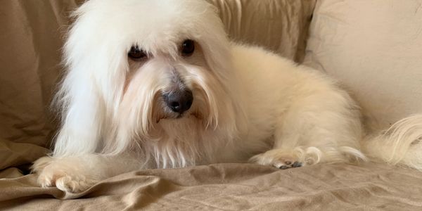 Lone Star Cotons - Coton De Tulears in Texas, Coton De Tulear Puppies