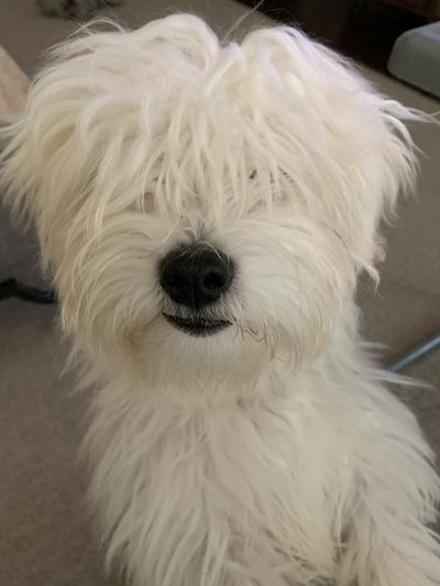 Lone Star Cotons - Coton De Tulears in Texas, Coton De Tulear Puppies