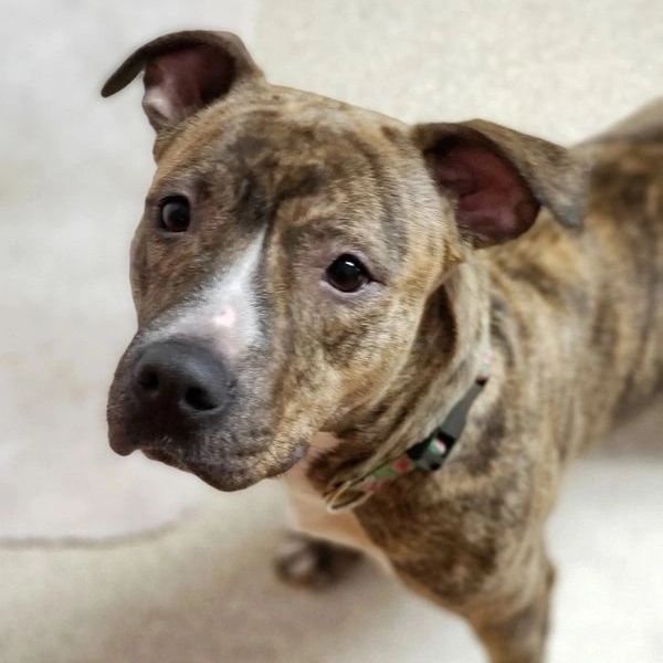 Humane Society of Calvert County