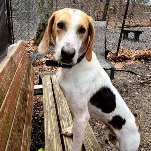 Humane Society of Calvert County