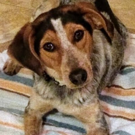 Humane Society of Calvert County