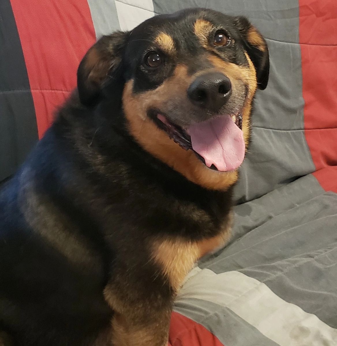 Humane Society of Calvert County