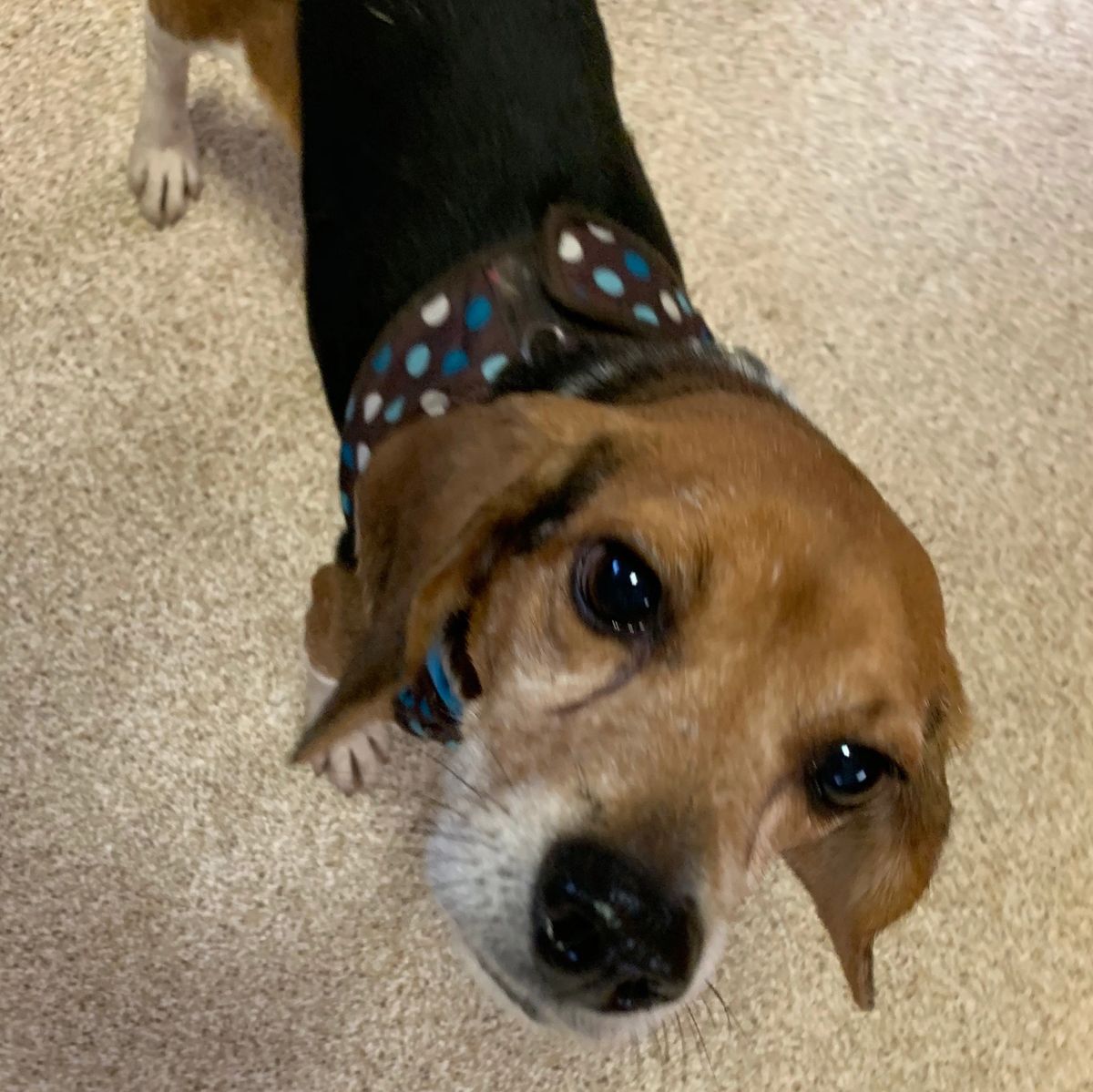 Humane Society of Calvert County