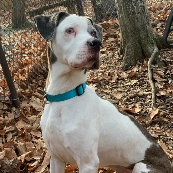 Humane Society of Calvert County