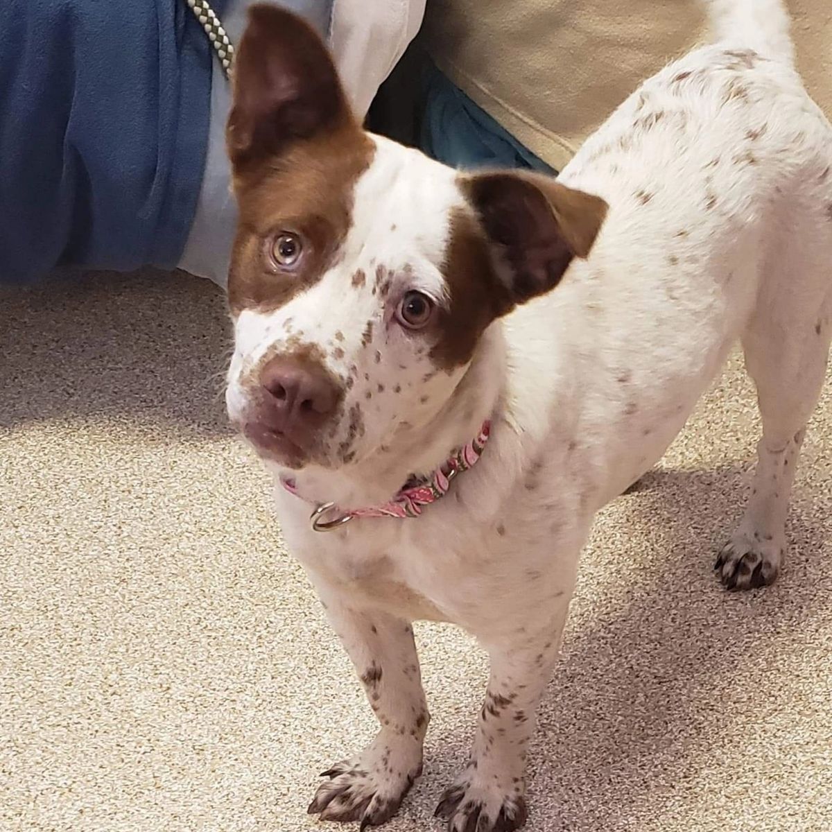 Humane Society of Calvert County