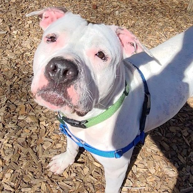 Humane Society of Calvert County