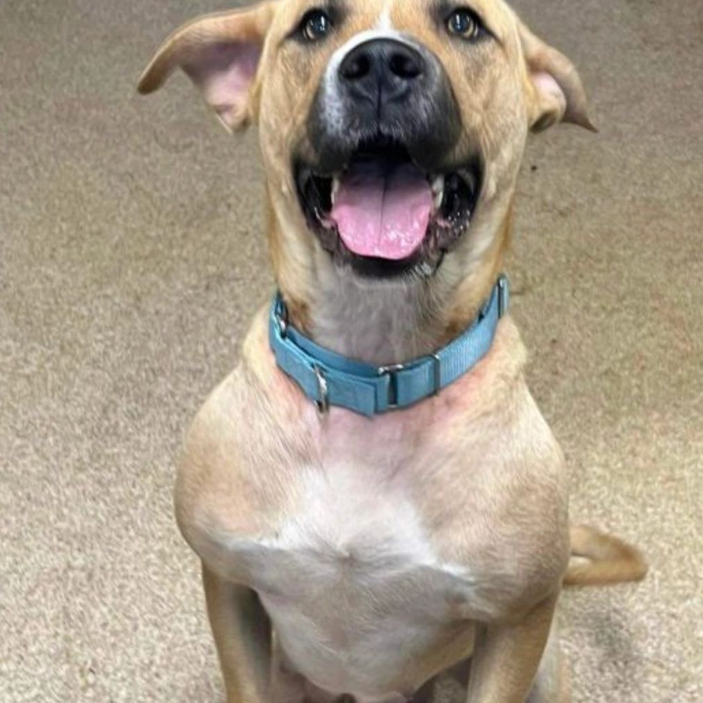 Humane Society of Calvert County